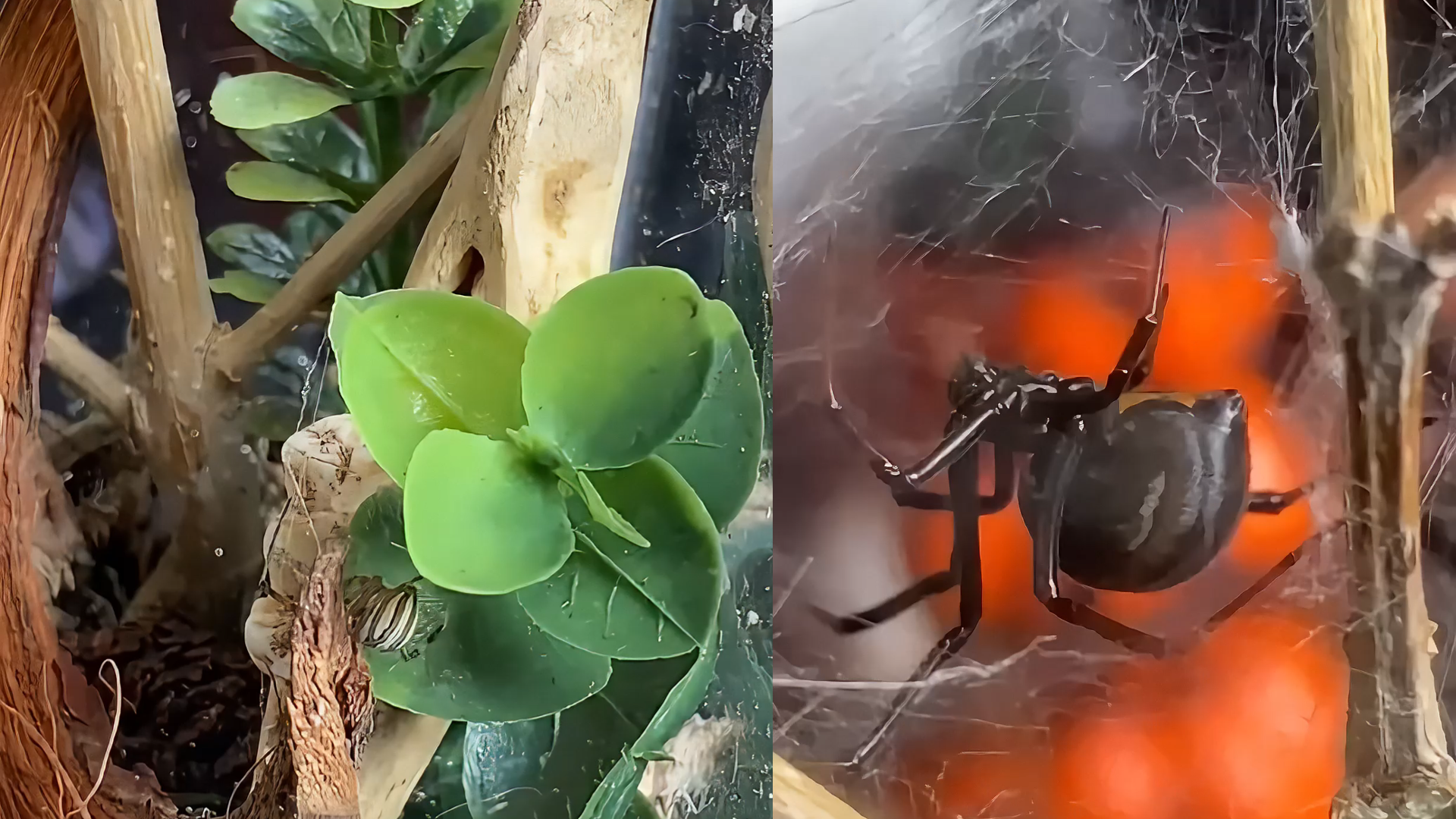 My Black Widow Spider Journey!