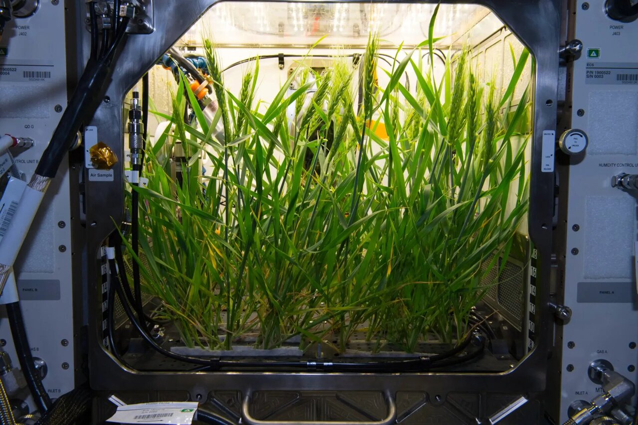 Helping to grow plants in space for NASA missions to the moon and mars