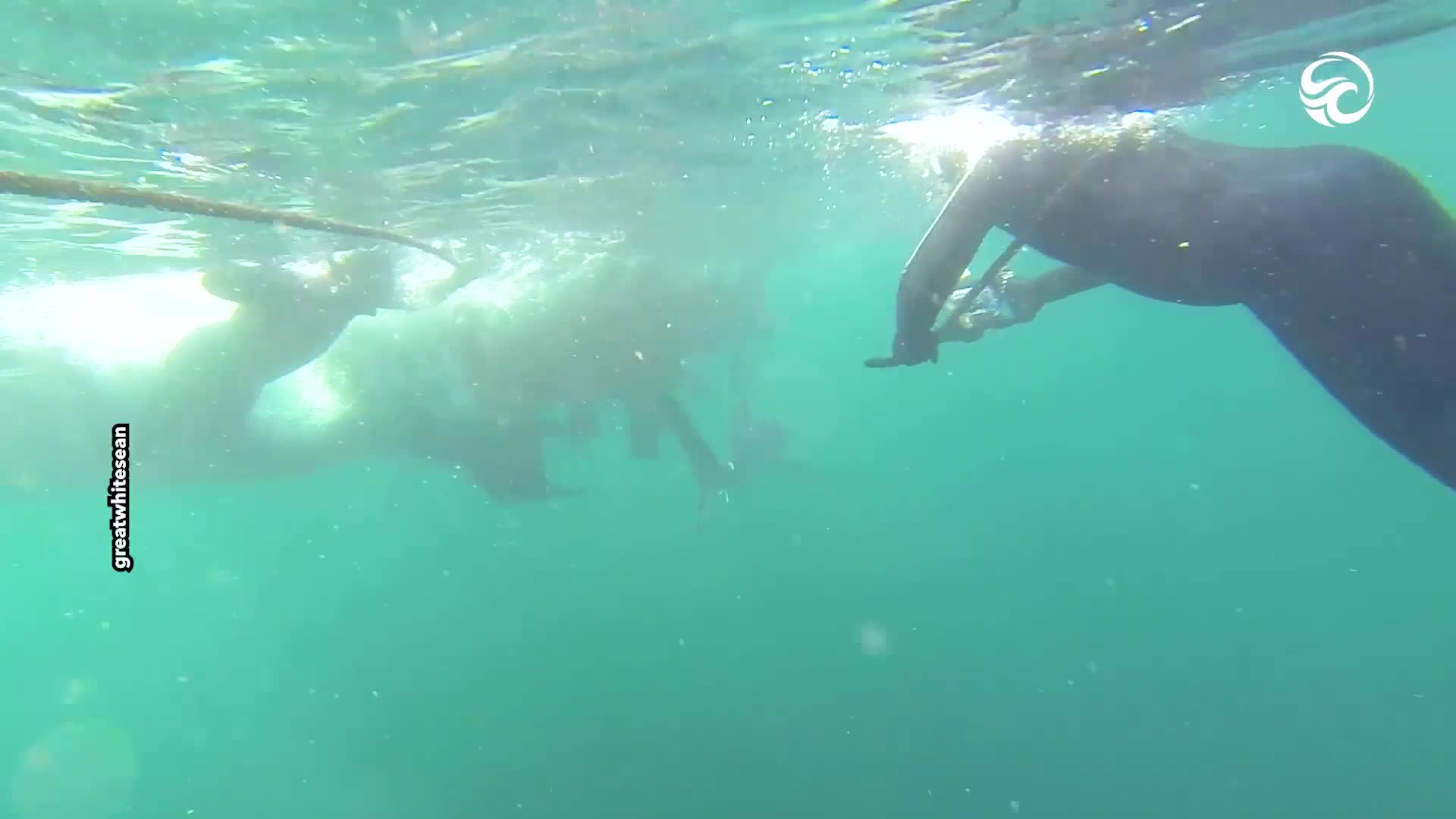 Swimming with blue sharks