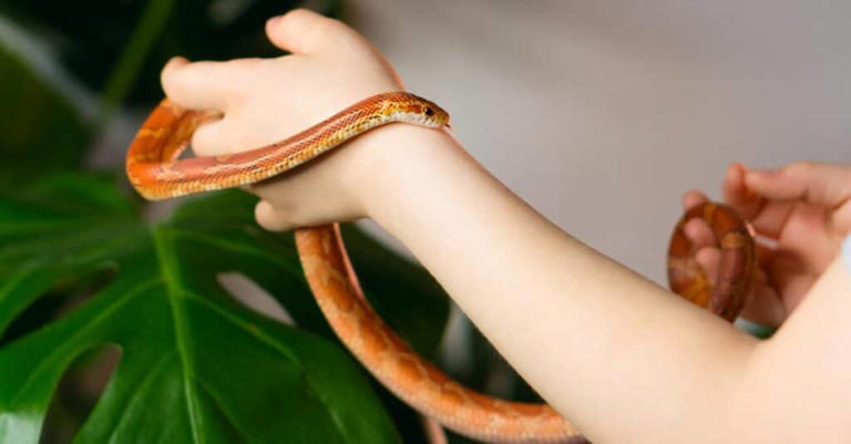 How Do Snakes Poop? Snake Digestion, Explained