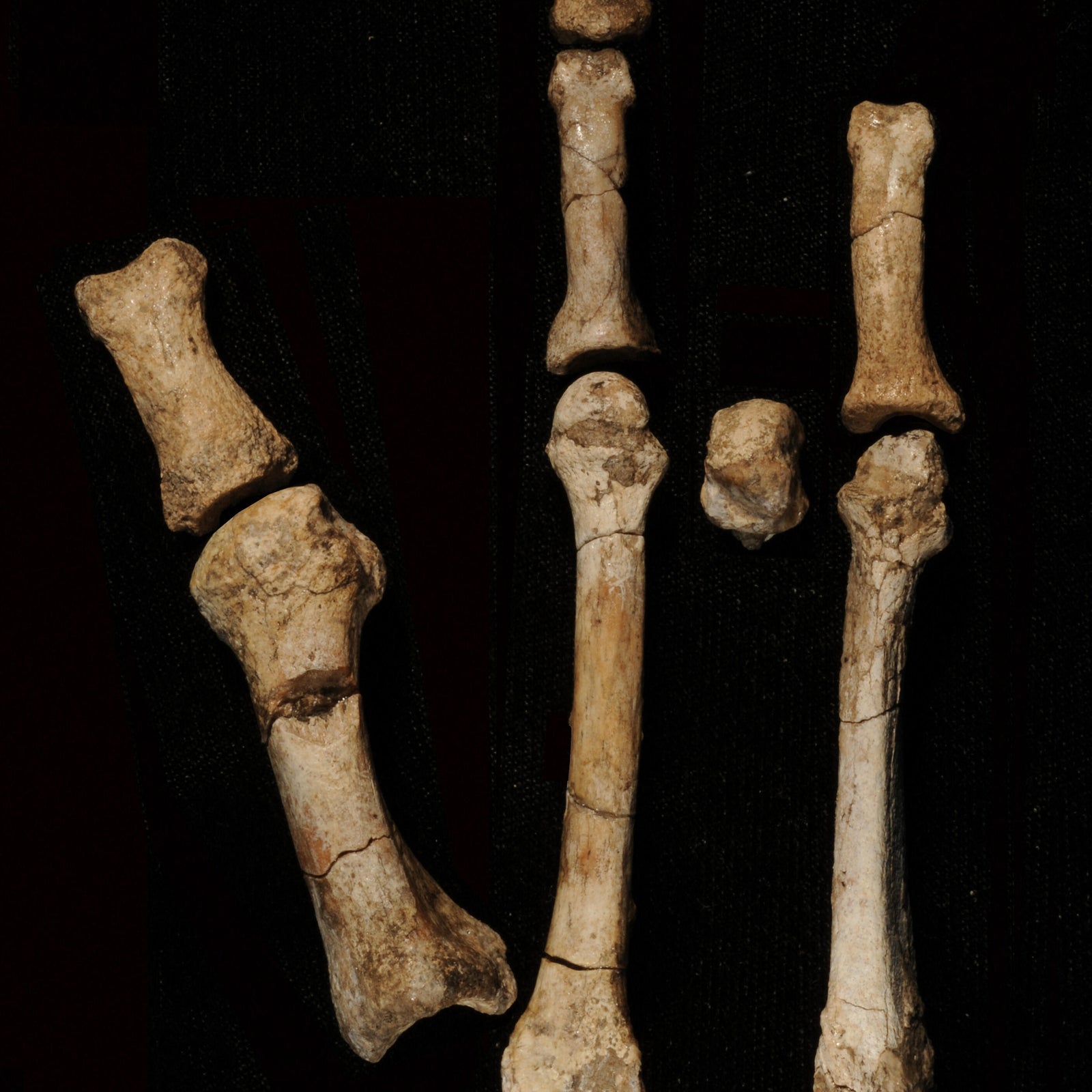 Mystery owner of ancient foot found in Africa identified, scientists say