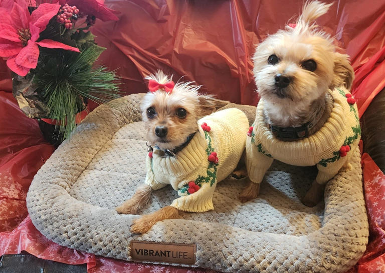 Columbus woman injured, 2 small dogs killed in North Linden dog attack