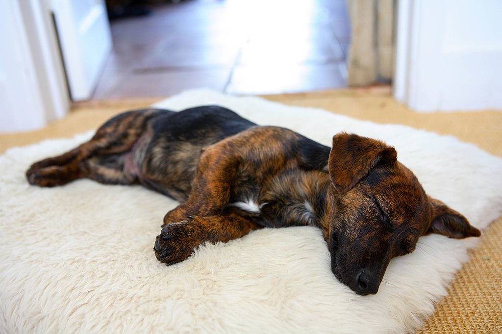 20 Helpful tips to know about caring for senior dogs