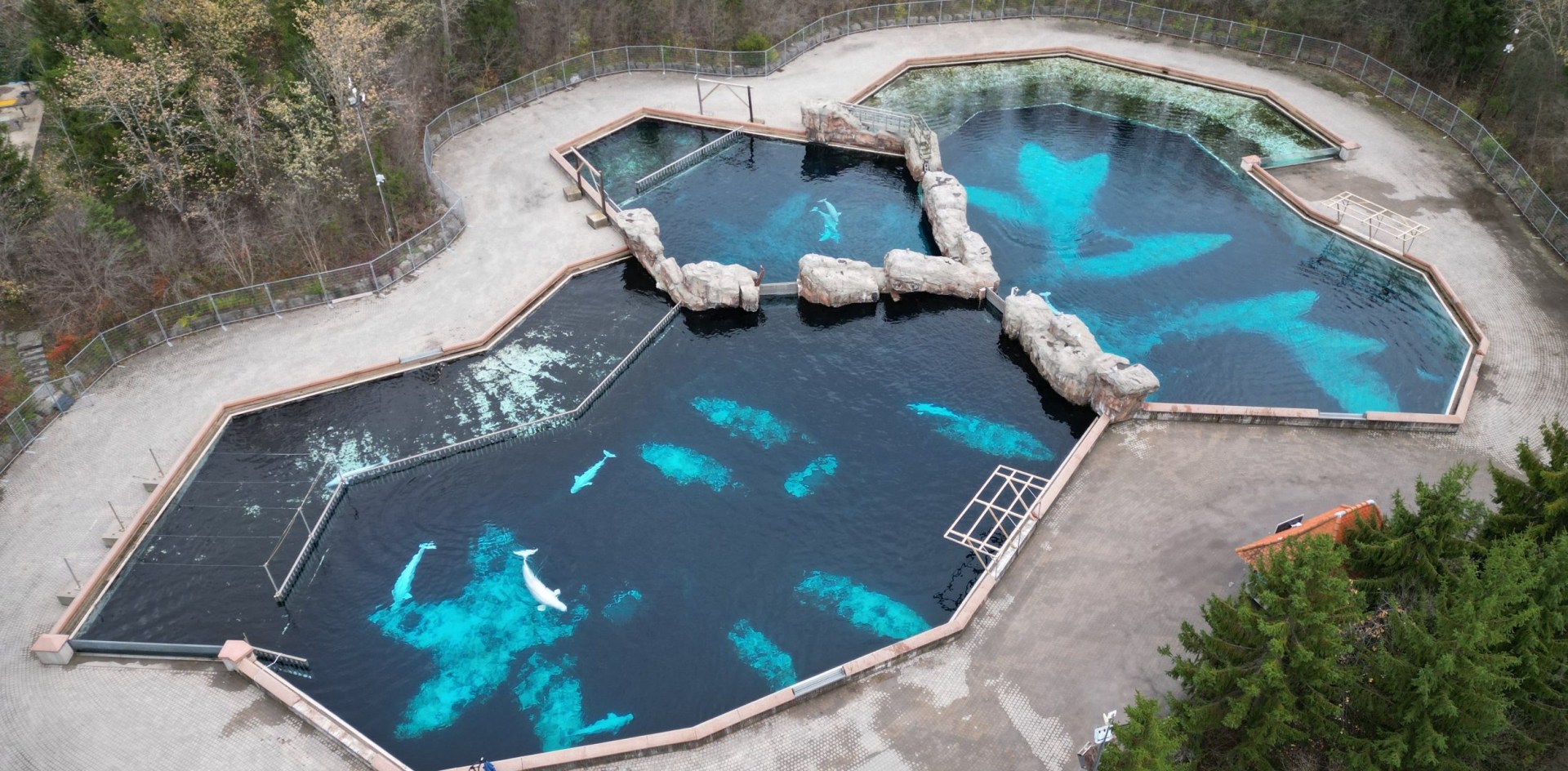 30 captive belugas threatened with euthanasia