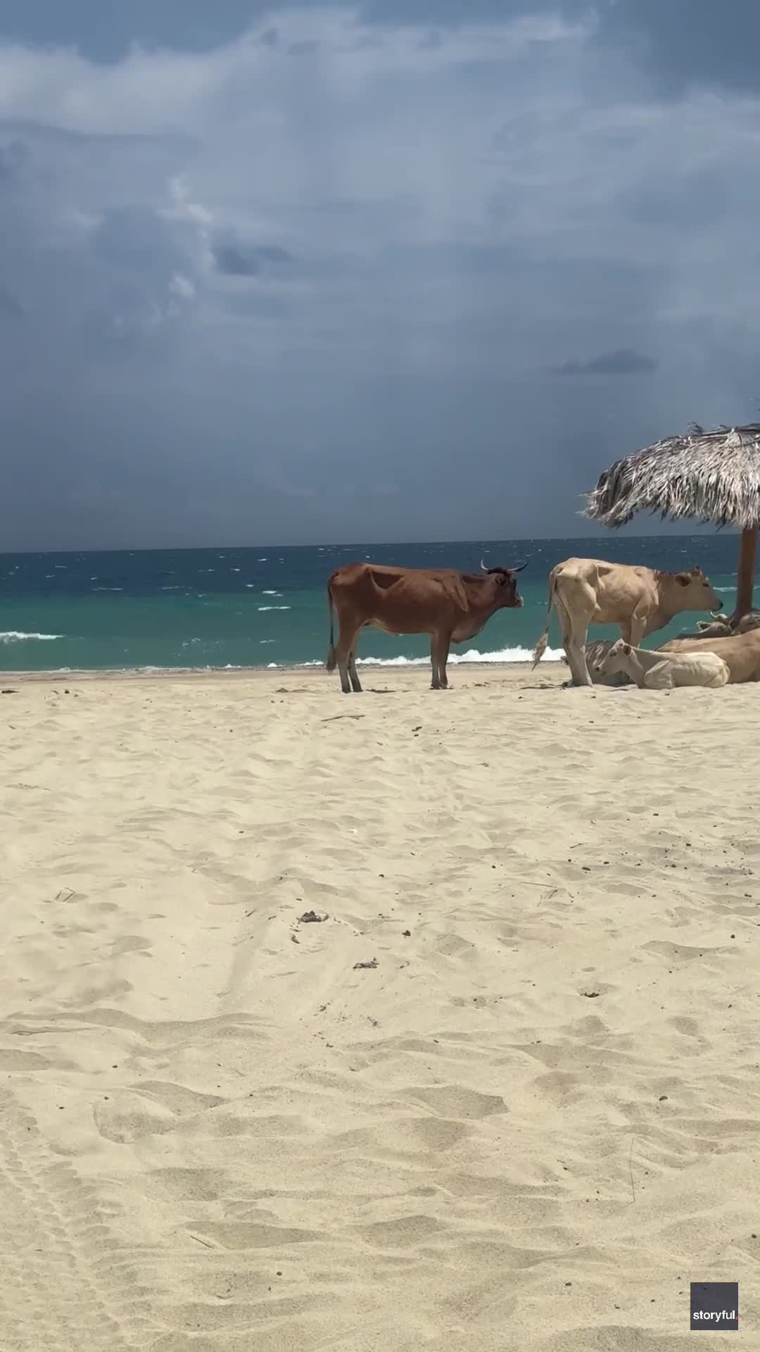 Clever Cows Take Up All the Good Shady Spots on the Beach