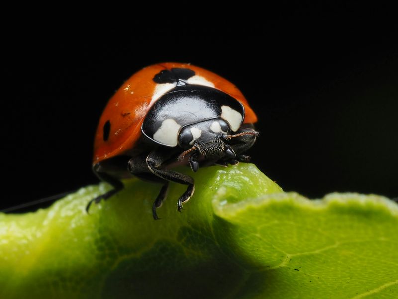 8 Insects That Do More To Help The Planet Than We Realise