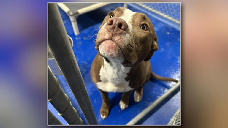 Witness says dog dumped at New Kent gas station, authorities ...