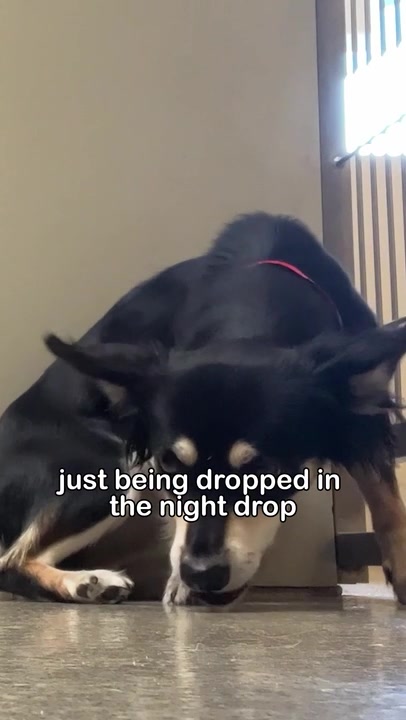 Little dog afraid to trust until this happens... (PUPDATE!)