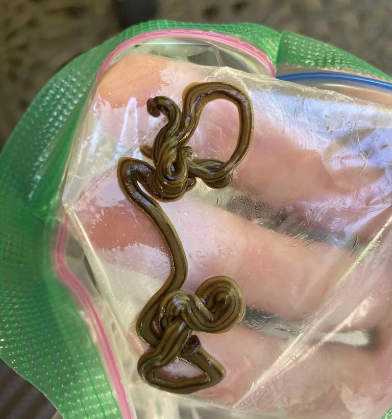 Homeowner issues warning amid concerning spread of toxic hammerhead ...