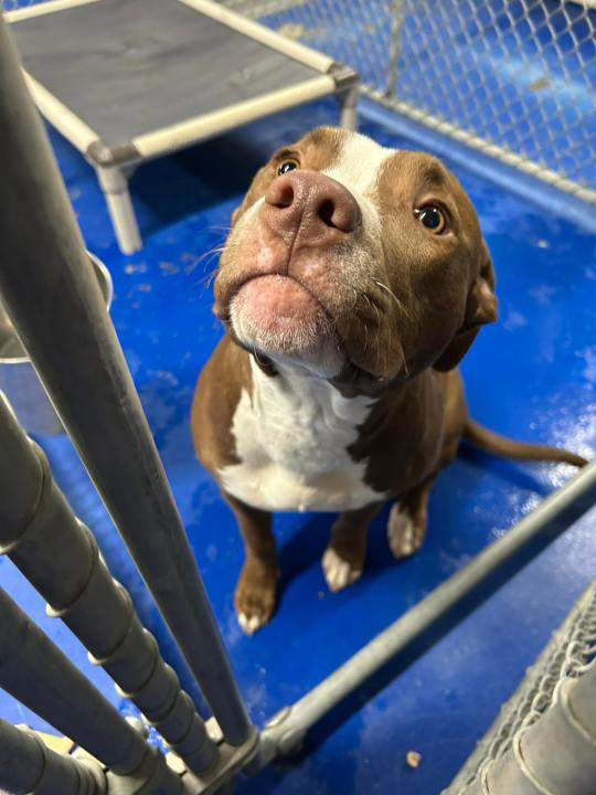 Witness says dog dumped at New Kent gas station, authorities ...