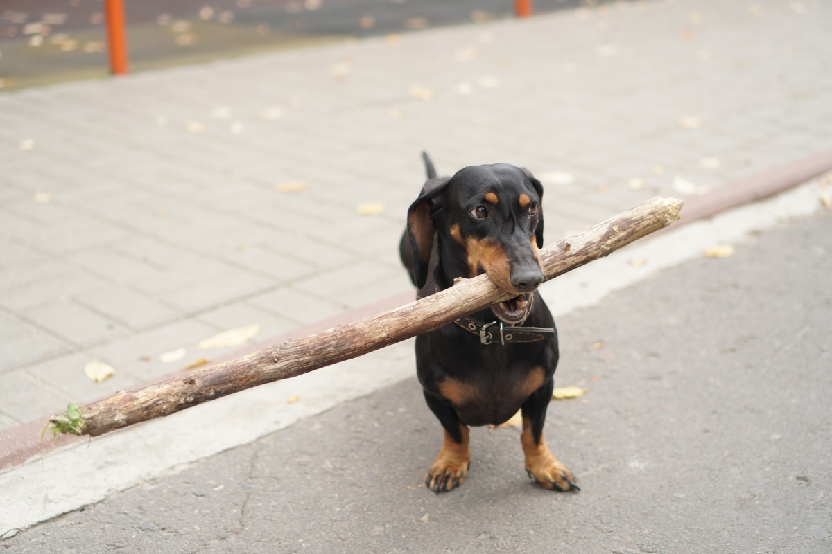 NYC Dachshund's Favorite Thing To Do Is Carry a Giant Stick in His ...