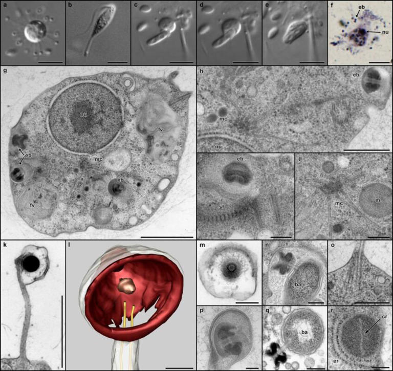 Solarion arienae: El “fósil viviente” que obliga a reescribir el árbol ...