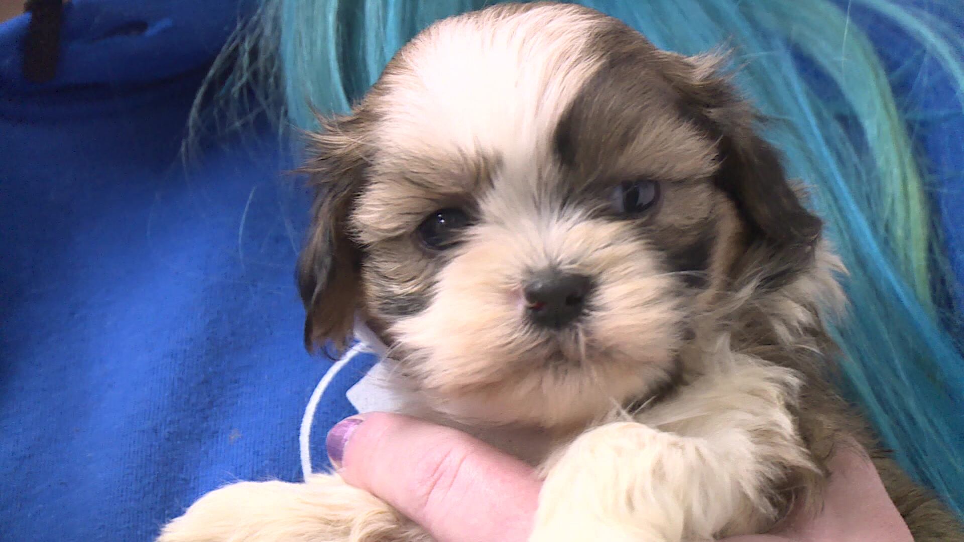 Green County Humane Society needs foster families, donations after more ...