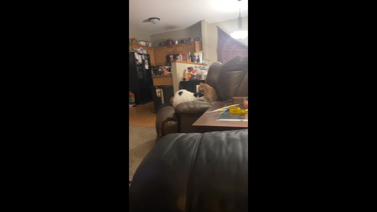 Cats playfully groom each other in North Mankato, Minnesota, USA
