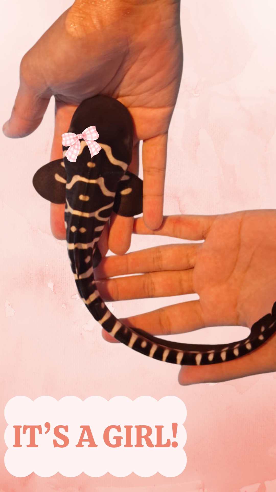 Jelly, the zebra shark pup from Point Defiance Zoo, hatches in Indonesia