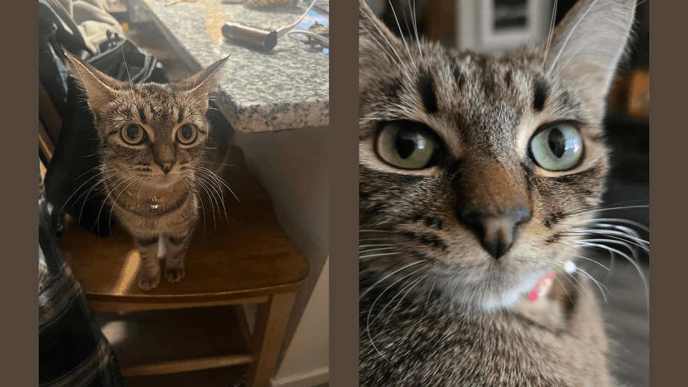A cat named Pepper and her 700 mile journey