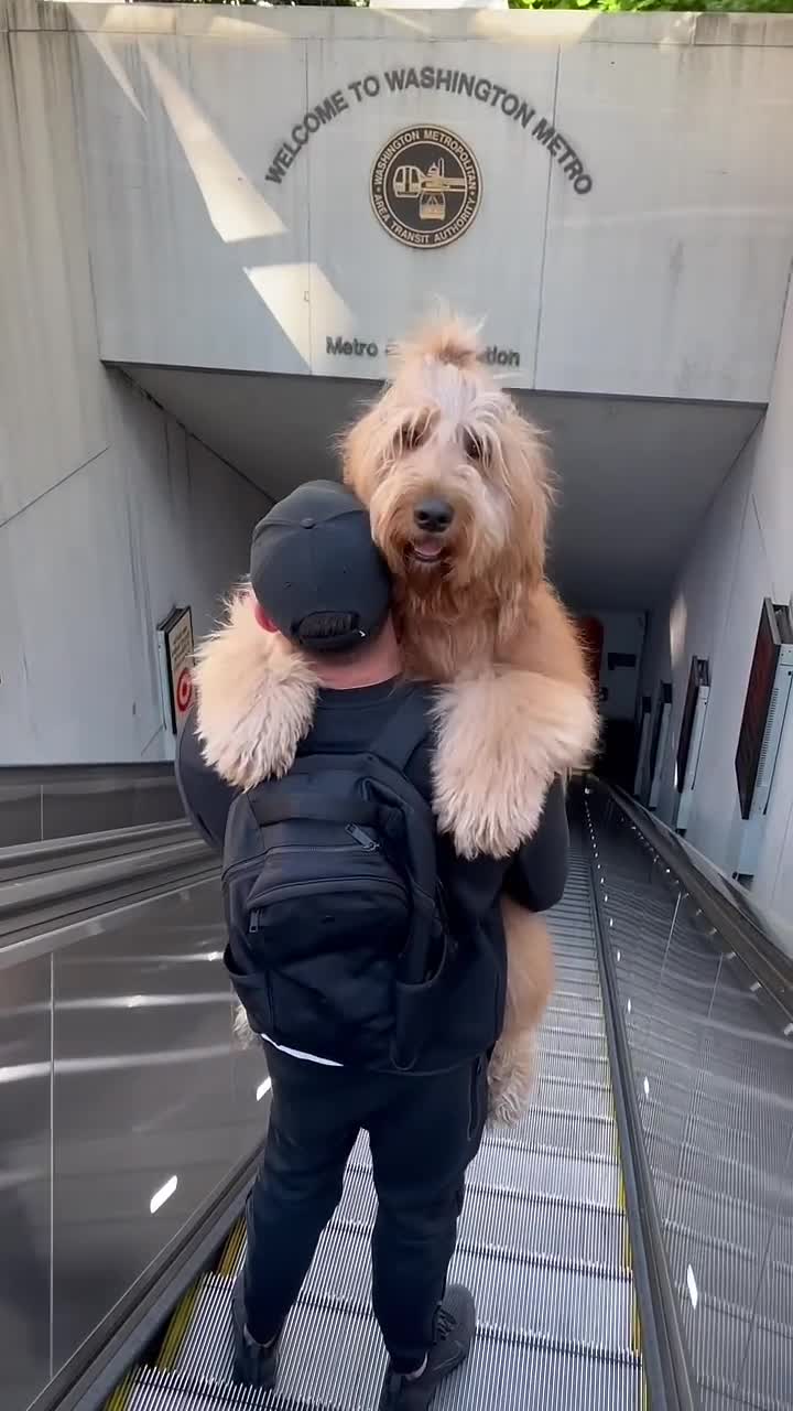 Giant dog loves being carried down escalator! #dogdad #goldendoodle # ...