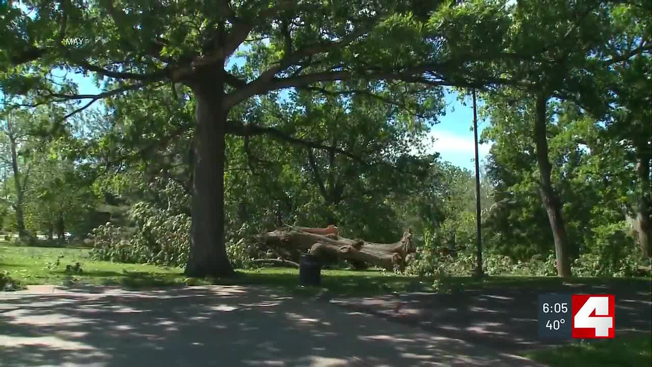 A commitment to future generations: Forest Park steps up tree planting ...