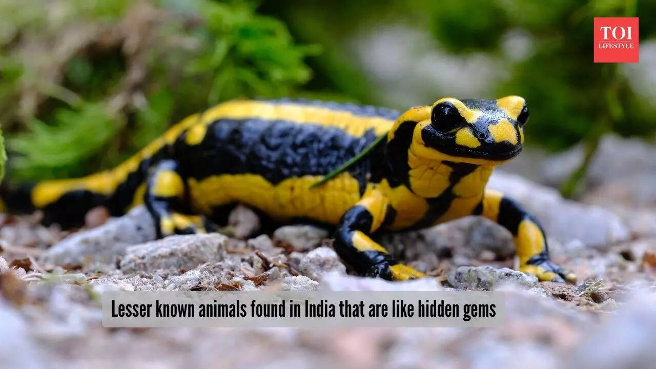5 rare animals in India that are nature’s best-kept secrets
