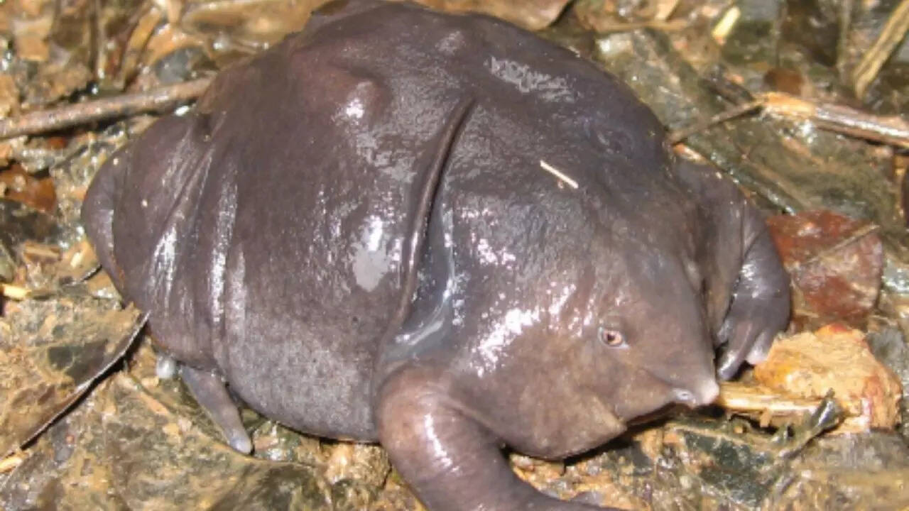 5 rare animals in India that are nature’s best-kept secrets