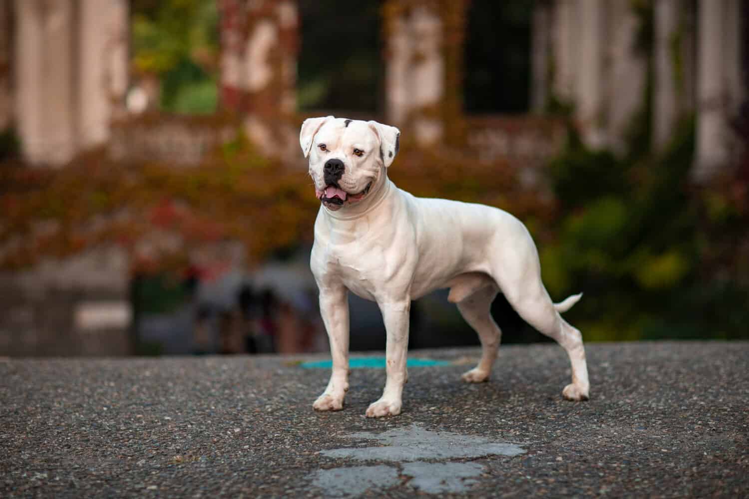 20 Home-Grown American Dog Breeds