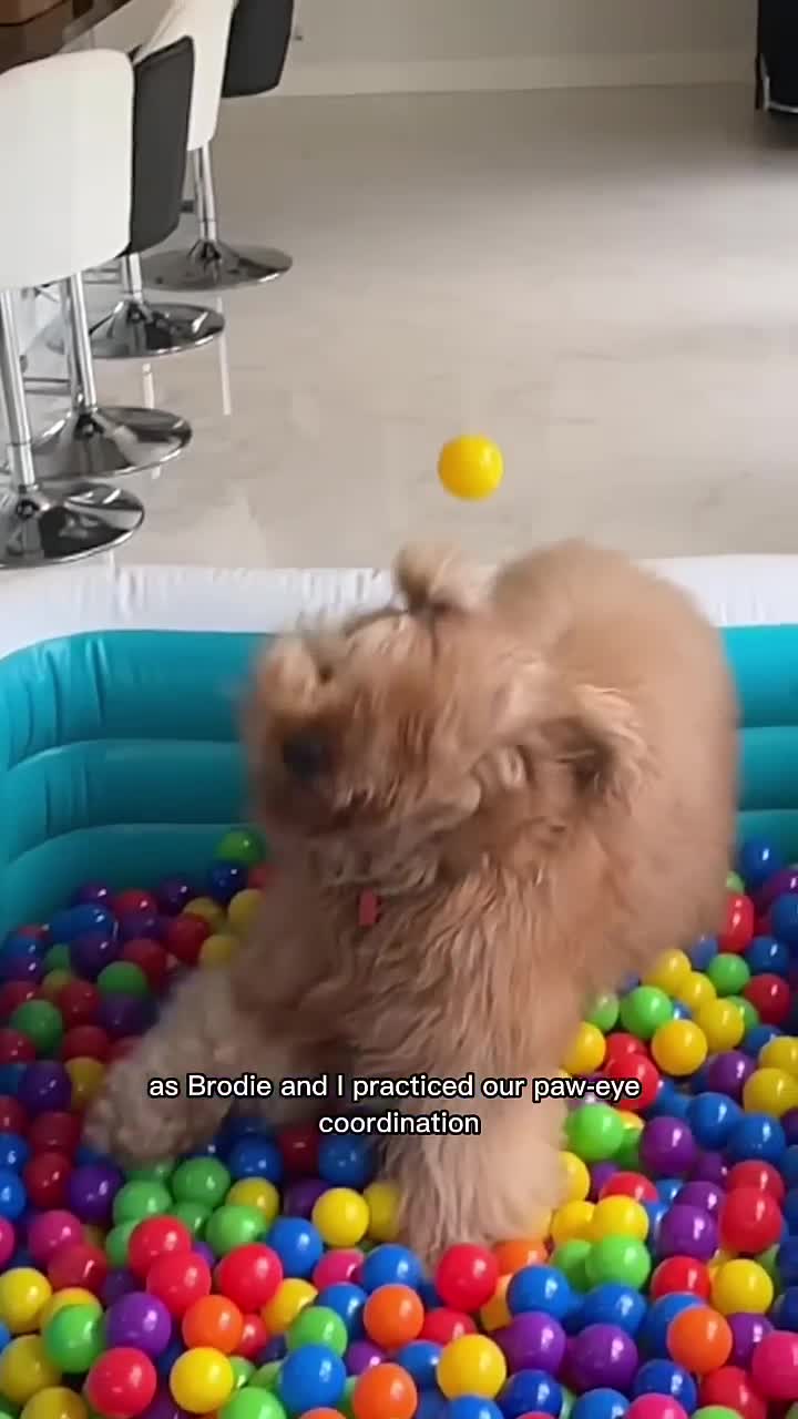 I built my dogs a giant ball pit! #goldendoodle #dogdad #ballpit