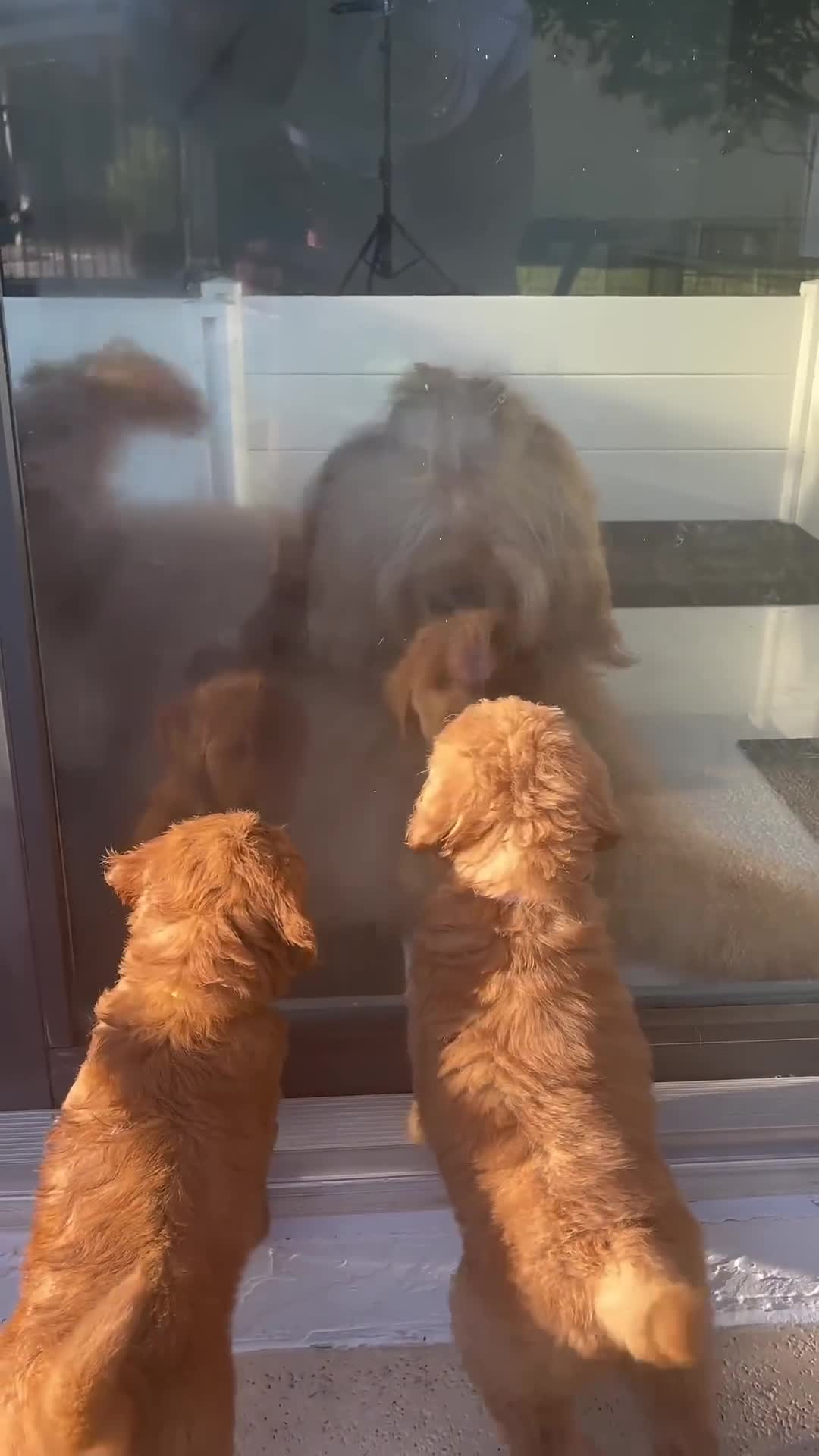 Watch my dog learn to be a big brother! #goldendoodle #puppies #bigbrother