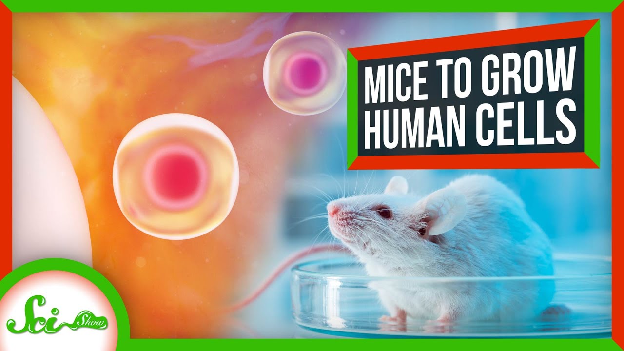 Why scientists are using mice to make human cells