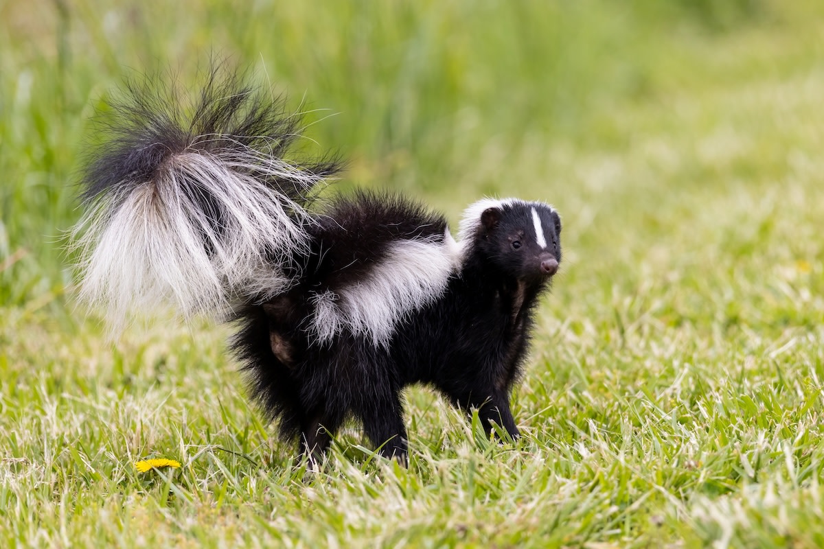 Skunk Named Marshmallow Shows Toy Who's Boss and It's Hilarious