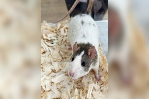 North of England Rat Society to host 'fantastic' show in Carlisle