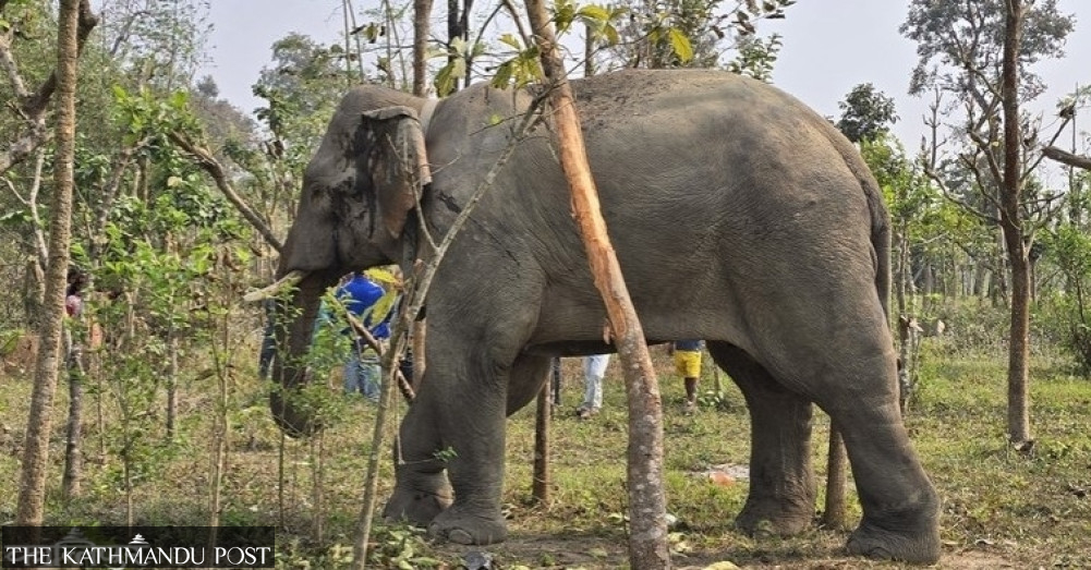 Two rogue male elephants fuel rising conflict in Kanchanpur