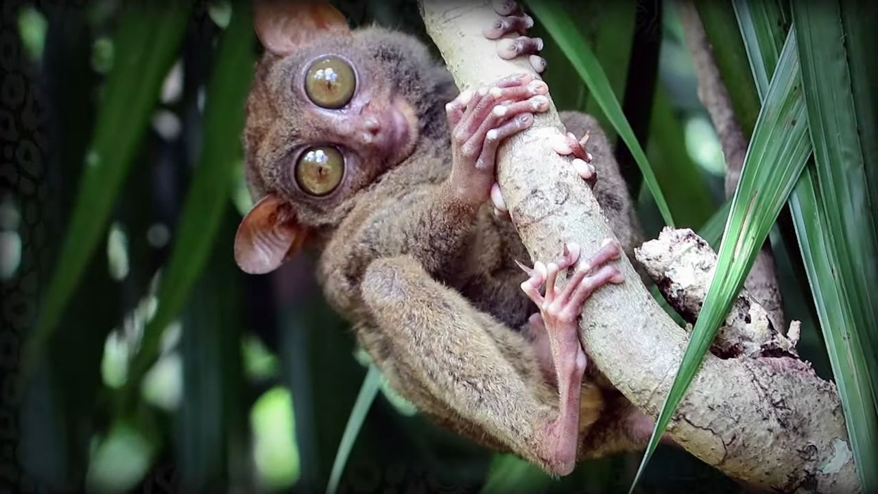 The science behind tarsiers and the ancient instincts that drive them