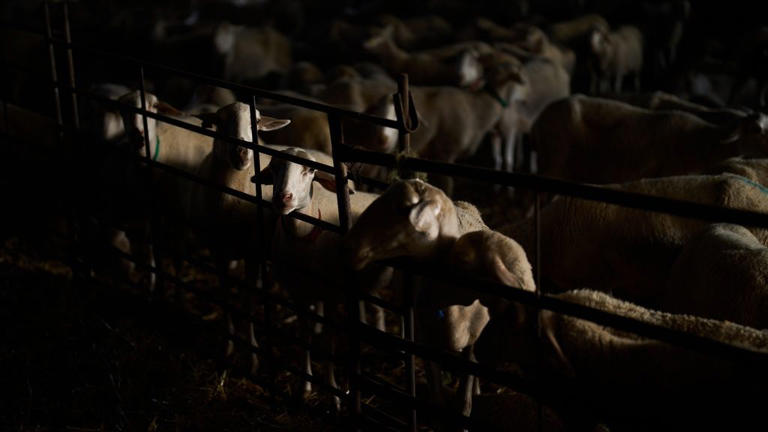 Συνεχίζονται τα μέτρα αστυνόμευσης για την αντιμετώπιση της ευλογιάς ...