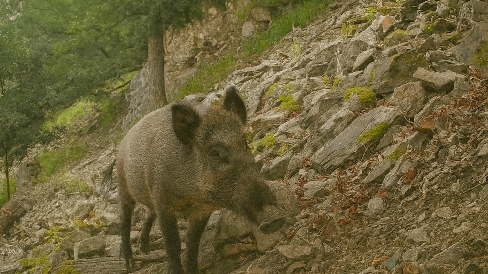 Quiet Moments in the Forest Captured by a Trail Camera