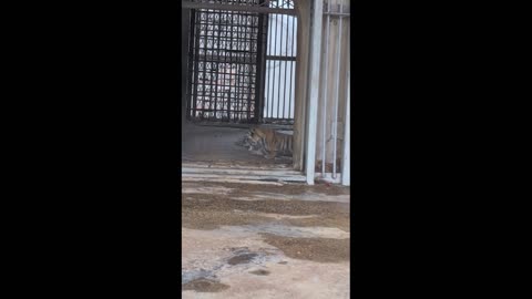 China: Tigress Carries Cub Back to Safety in Henan