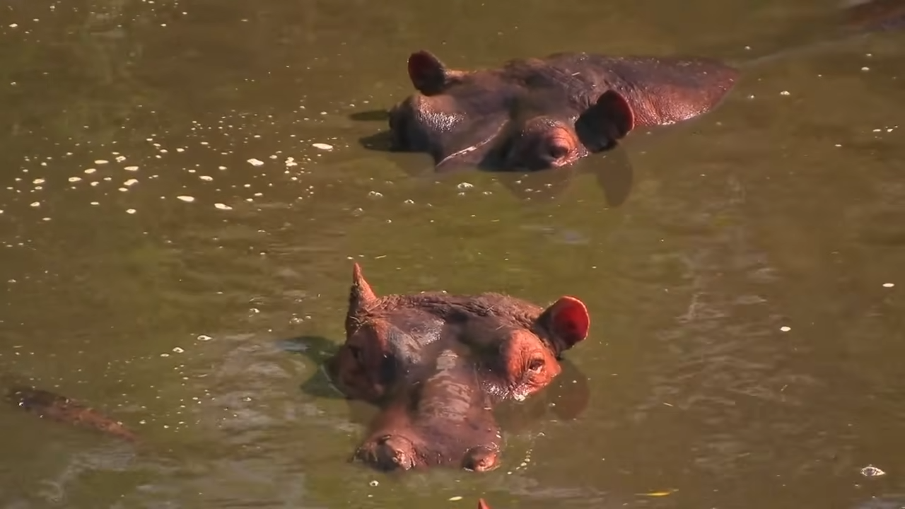 The hidden danger behind the planet’s largest invasive species