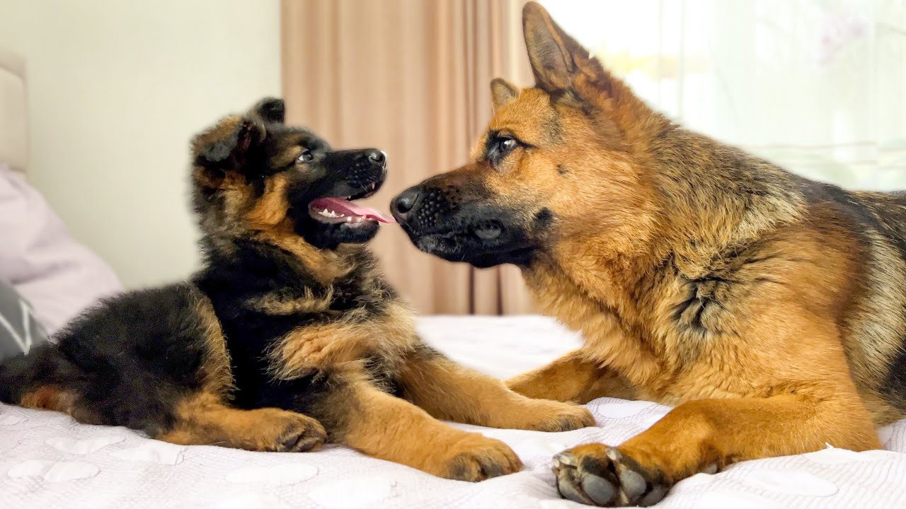 German Shepherd and Puppy Play Together for the First Time