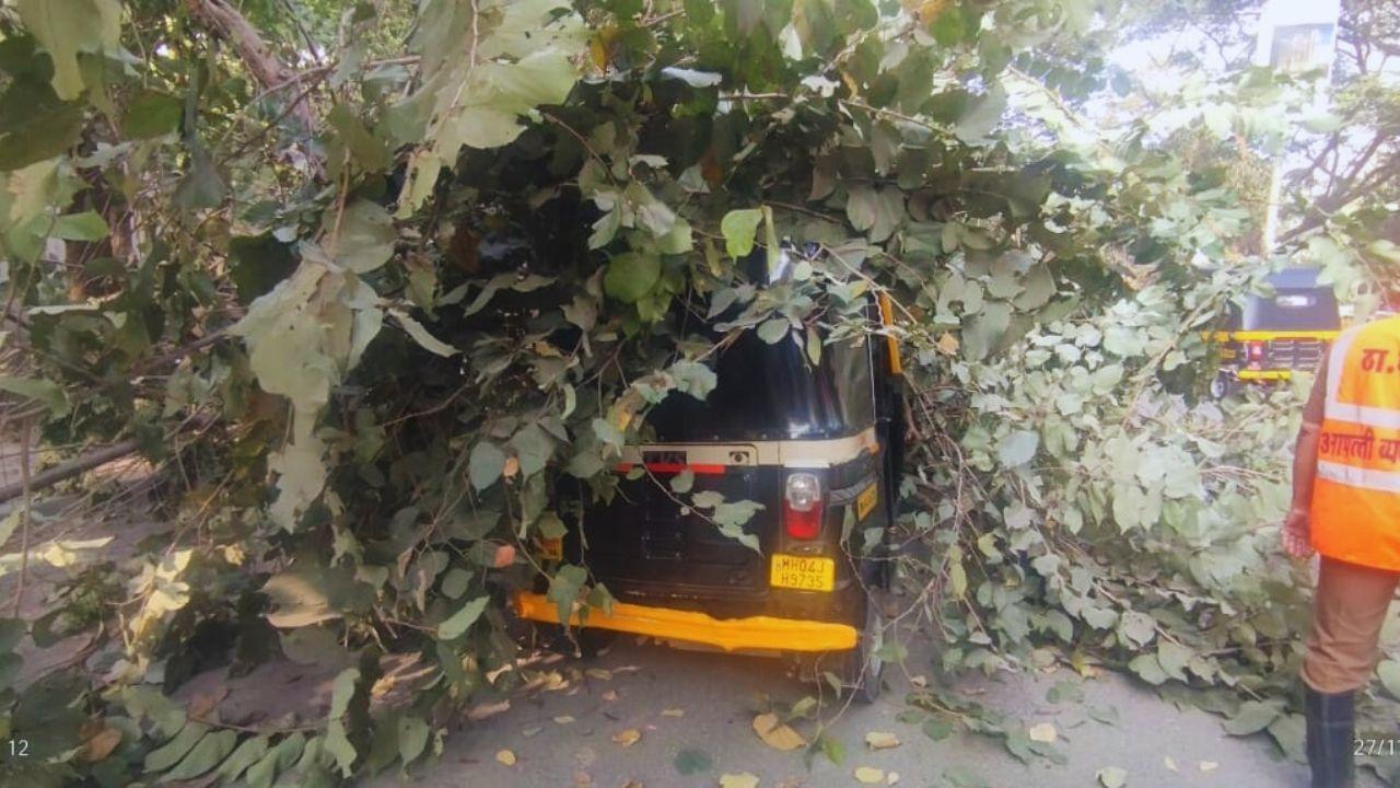 Tree branch falls on auto-rickshaw in Thane, no injuries reported