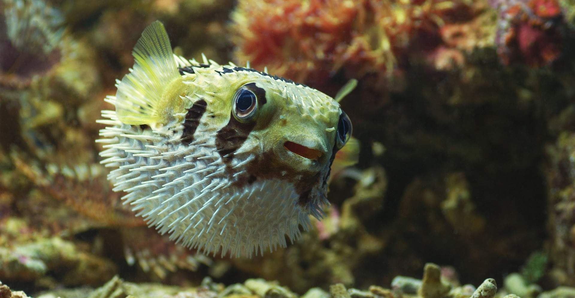 Nature's real-life zombies you never knew existed