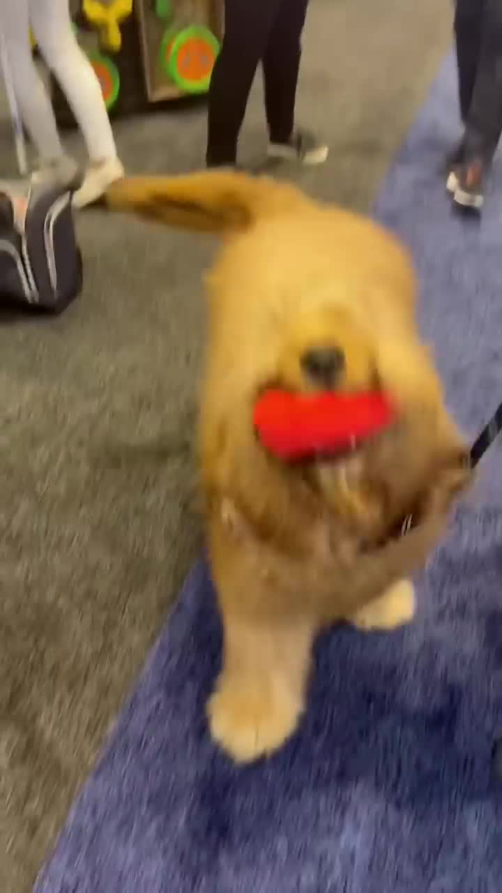 People reacting to my giant fluffy dog! #reaction #dogdad #goldendoodle