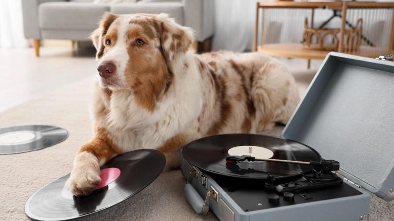 Does music make animals calmer?