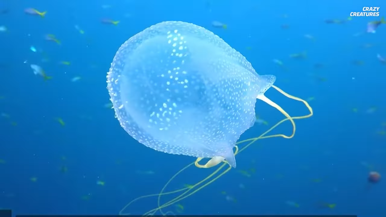 Why box jellyfish deliver one of the fastest deaths in the animal kingdom