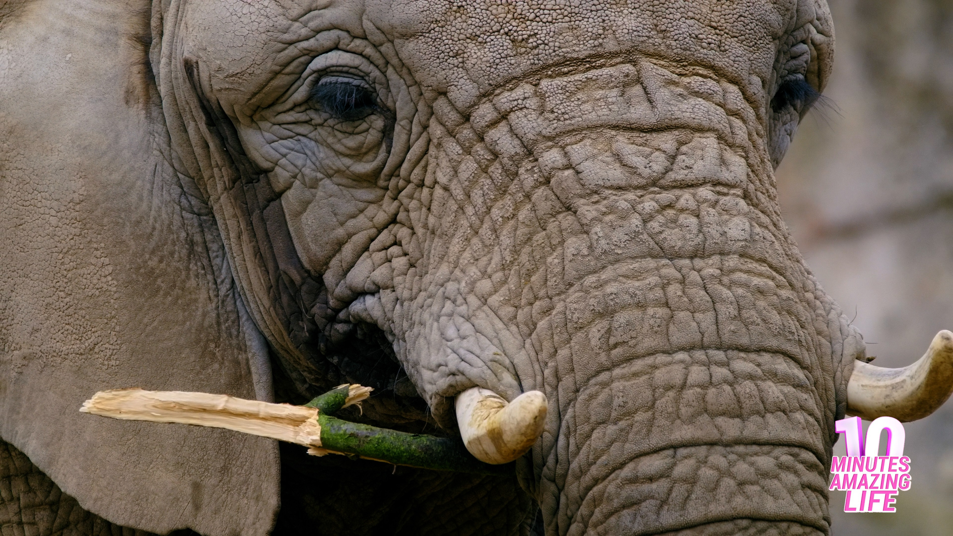 Afrikaanse Olifant Die Takken Eet