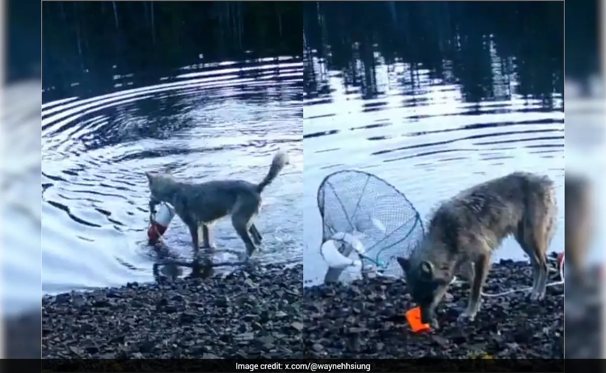 In A First, Wolf Caught On Camera Using Rope To Pull Crab Trap, Eat Bait
