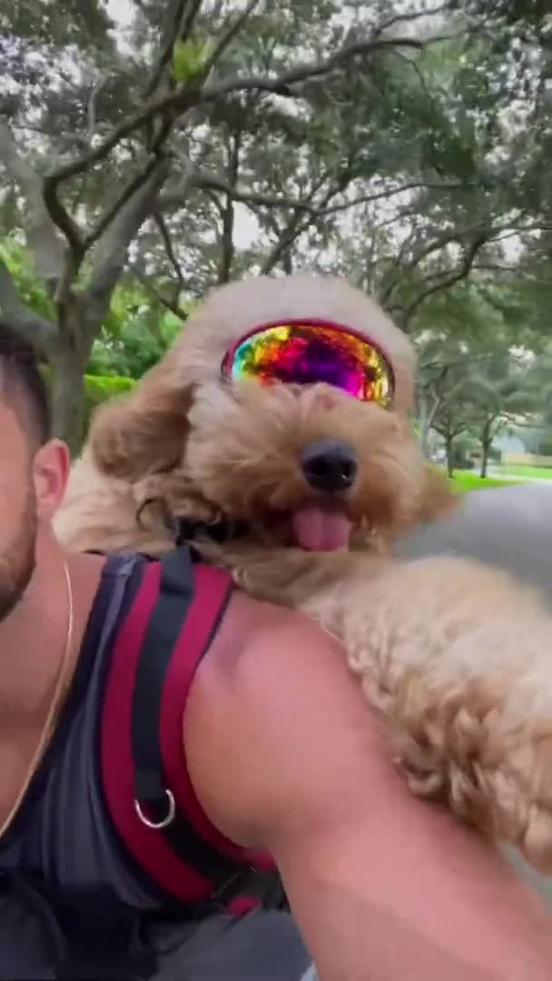 Dog’s first time riding in backpack #goldendoodle #dogdad #dogbackpack