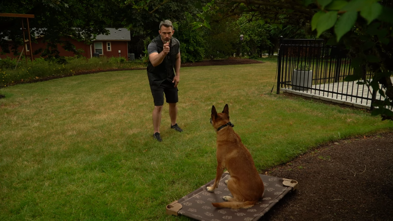 The timing rule that makes dog corrections far more effective