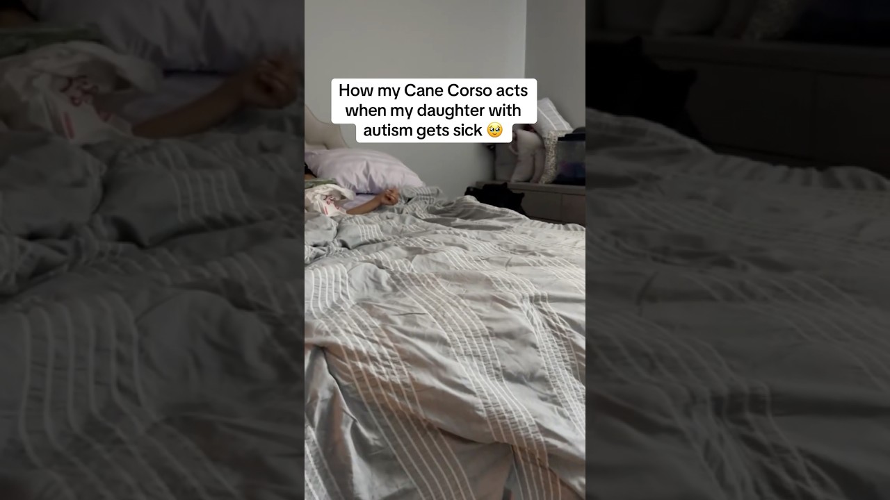 Concerned dog takes care of sick sister