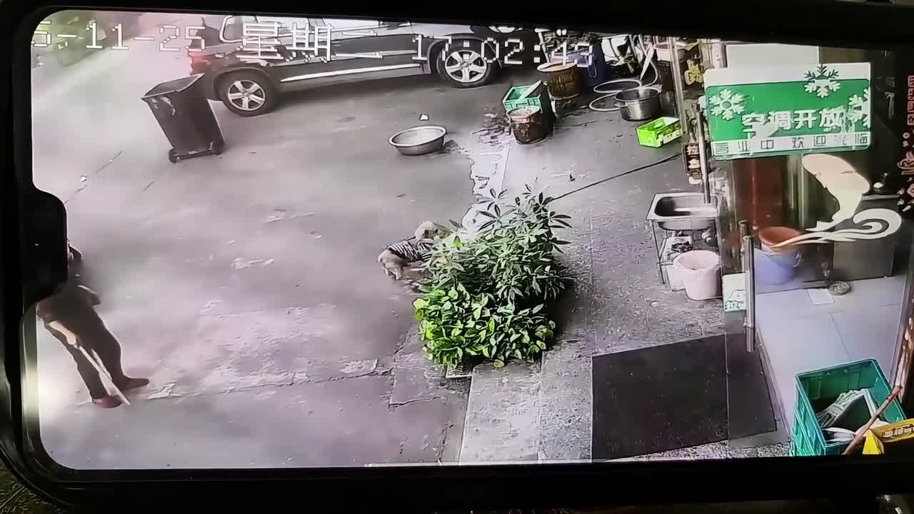 Woman snatching box from store foiled by dog tied up outside shop