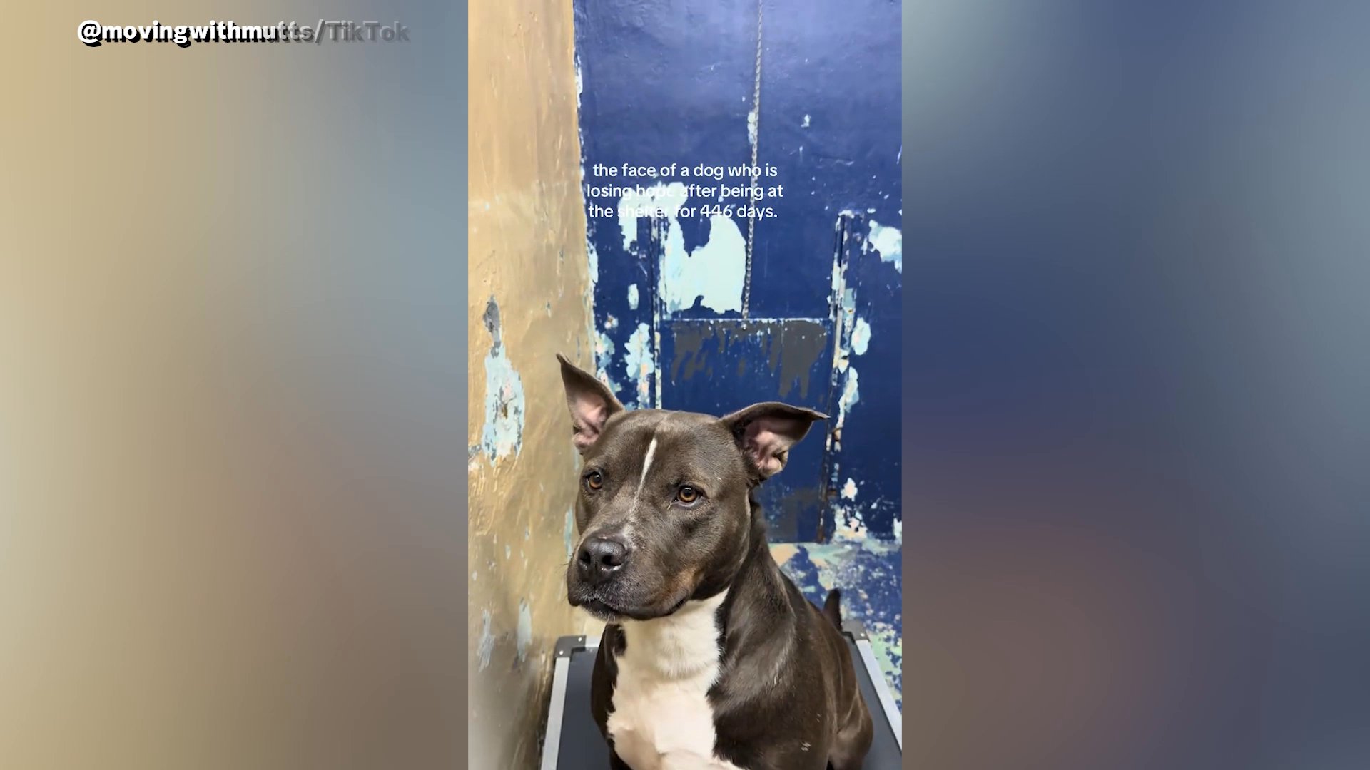 Dog ‘Losing Hope’ After 450 Days In Shelter Without Being Adopted