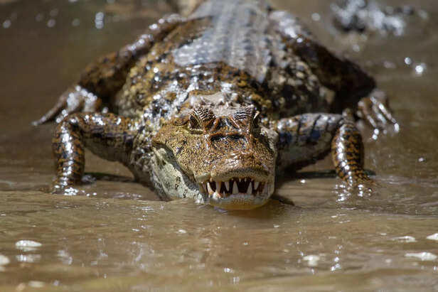 Top 10 Countries With the Largest Crocodile Populations in the World